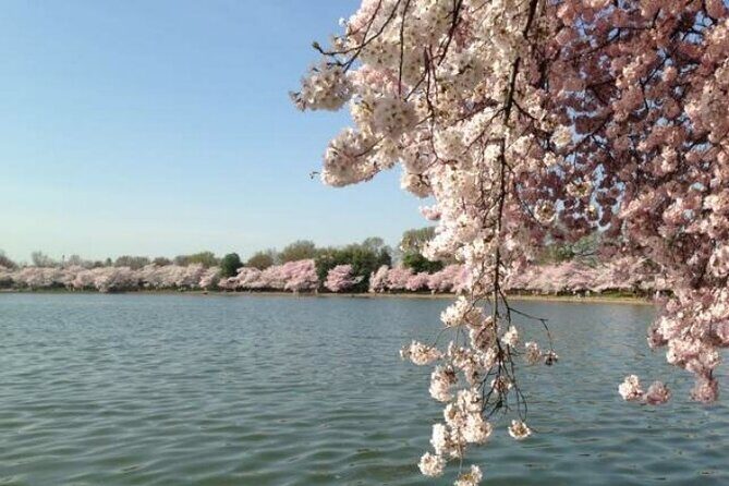 Small Group Washington D.C. Cherry Blossom 1-Day Experience Tour - The Itinerary: What to Expect and Why It Matters