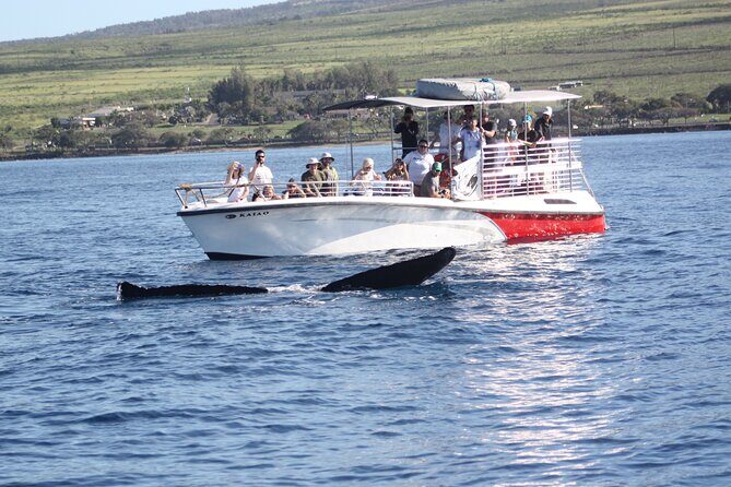 Small-Group Whale Watching Adventure - FAQs