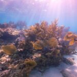 Small - Guided Shallow 2 Tank Dive Experience in Key Largo ALL GEAR INCLUDED - The Reviewers Perspective: What Travelers Love and What You Should Consider