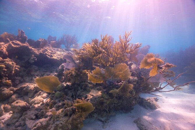 Small - Guided Shallow 2 Tank Dive Experience in Key Largo ALL GEAR INCLUDED - The Reviewers Perspective: What Travelers Love and What You Should Consider