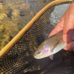 Smoky Mountains National Park Half Day Fly Fishing - The Itinerary and What to Expect