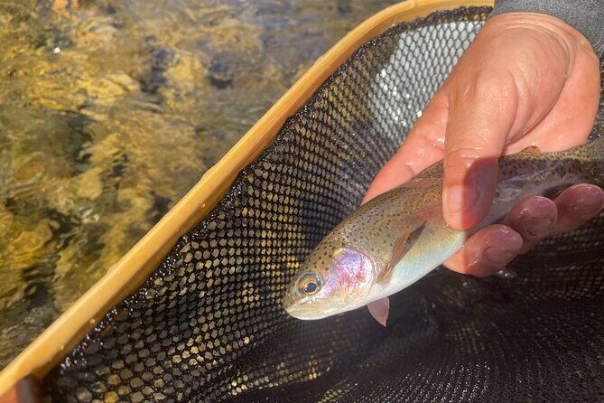 Smoky Mountains National Park Half Day Fly Fishing - The Itinerary and What to Expect