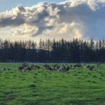 Snoqualmie Falls VIP Tour and Hiking Escape Up to 7 Passengers - The Itinerary in Detail