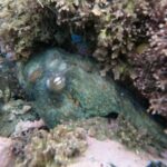 Snorkel San Diego's Mission Bay with a Marine Biologist - What Makes This Experience Stand Out?