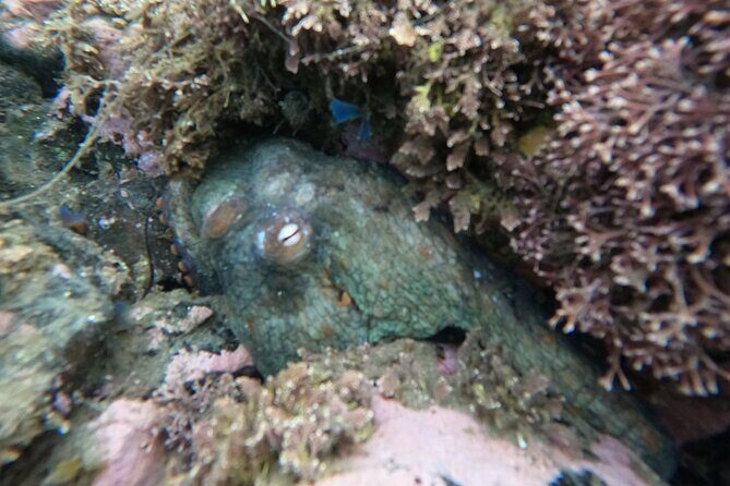 Snorkel San Diego's Mission Bay with a Marine Biologist - What Makes This Experience Stand Out?
