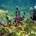 Snorkel, Sandbar & Dolphin Excursion - FAQ