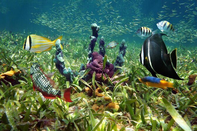 Snorkel, Sandbar & Dolphin Excursion - FAQ
