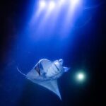Snorkel With Giant Manta Rays In Kailua Kona - Authentic Reviews: What Travelers Say