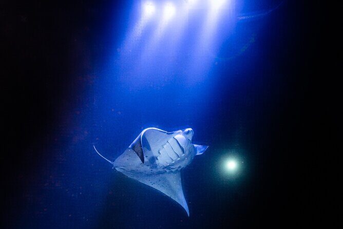 Snorkel With Giant Manta Rays In Kailua Kona - Authentic Reviews: What Travelers Say