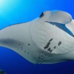 Snorkel with Manta Rays Guaranteed - Floating Above the Manta Rays: The Highlight