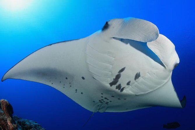 Snorkel with Manta Rays Guaranteed - Floating Above the Manta Rays: The Highlight