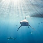Snorkel with sharks on the North Shore of Oahu - What to Expect from the Tour