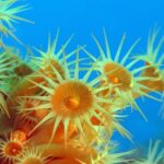 Snorkeling - By boat on site in the Bay of Cannes or Estérel - An Inside Look at the Experience