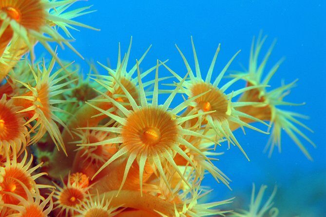 Snorkeling - By boat on site in the Bay of Cannes or Estérel - An Inside Look at the Experience