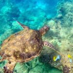 Snorkeling for Non-Swimmers Guided Tour - Wailea Beach - Why This Tour Truly Shines