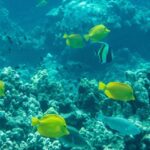 Snorkeling for Non-Swimmers Guided Tour - Wailea Beach - Pricing and Value