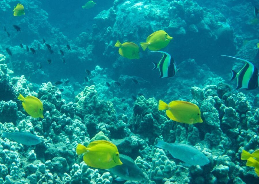 Snorkeling for Non-Swimmers Guided Tour - Wailea Beach - Pricing and Value