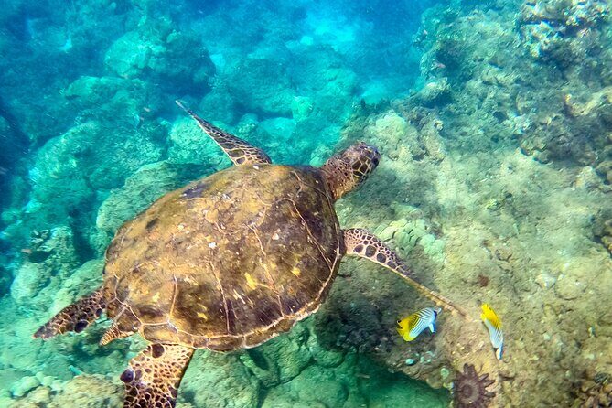 Snorkeling for Non-Swimmers Guided Tour - Wailea Beach - Why This Tour Truly Shines