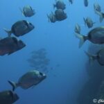 Snorkeling in the Marine Protected Area of Capo Carbonara - Introduction to the Experience