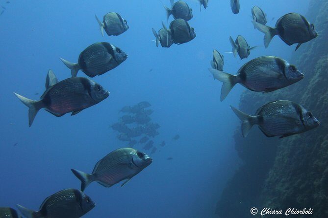 Snorkeling in the Marine Protected Area of Capo Carbonara - Introduction to the Experience
