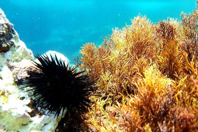 Snorkeling in Ustica (observation of marine flora and fauna) - The Underwater Experience
