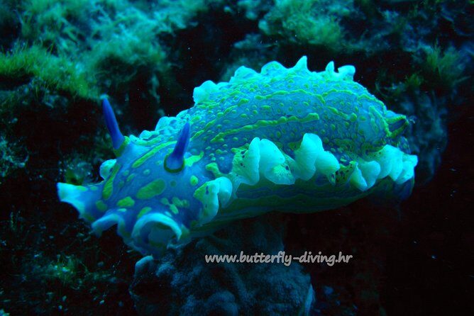 Snorkeling tour Makarska Riviera, islands of Hvar or Bra - The Practicalities: Cost, Timing, and Booking