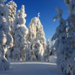 Snowshoe in a Winter Forest - Itinerary Breakdown: What to Expect