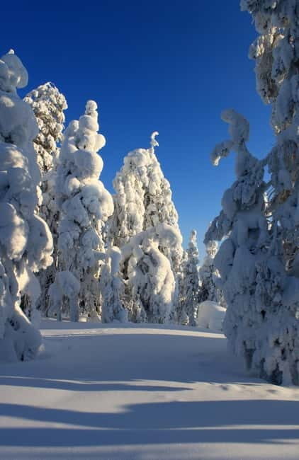 Snowshoe in a Winter Forest - Itinerary Breakdown: What to Expect