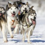 Snowy Trails 10km Husky Safari from Rovaniemi - The Sum Up