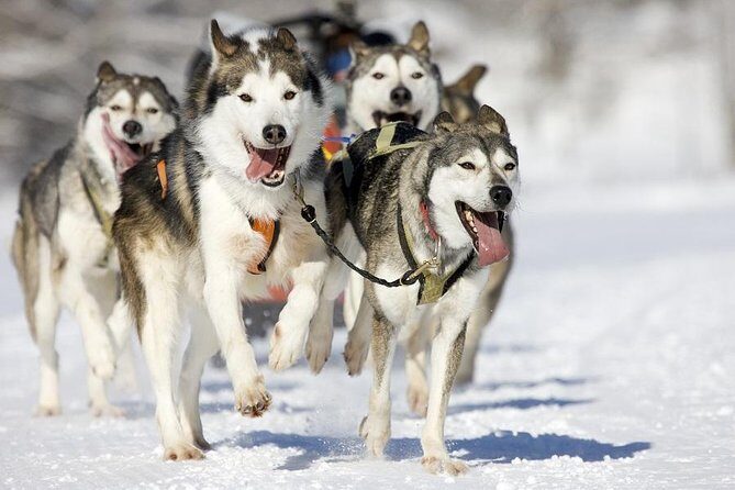 Snowy Trails 10km Husky Safari from Rovaniemi - The Sum Up
