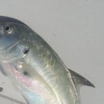 Sonnys Boat Tours Half Day Off Shore Fishing Charter Englewood Fl - The Itinerary in Detail