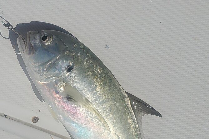 Sonnys Boat Tours Half Day Off Shore Fishing Charter Englewood Fl - The Itinerary in Detail