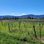 Sonoma and Napa Champagne Wine Private Tour Half Day - Valuing the Experience: Is It Worth the Cost?