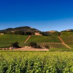 Sonoma And Napa Wine Tour Private Tours 8 to 10 Hours max 14 pax - The Sum Up