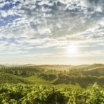 Sonoma Valley: Guided Winery Tour with Picnic Lunch - Who This Tour Is Best For