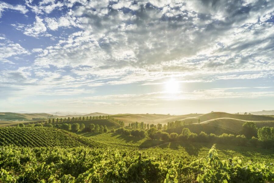 Sonoma Valley: Guided Winery Tour with Picnic Lunch - Who This Tour Is Best For