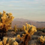 Sonoran Desert Jeep Tour - Deep Dive into the Sonoran Desert Jeep Tour