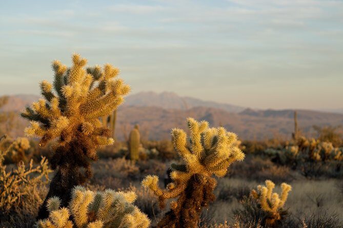 Sonoran Desert Jeep Tour - Deep Dive into the Sonoran Desert Jeep Tour