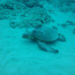 South Maui: Maalaea Guided Luxury Snorkel Cruise - The Practical Side: What to Know Before You Go