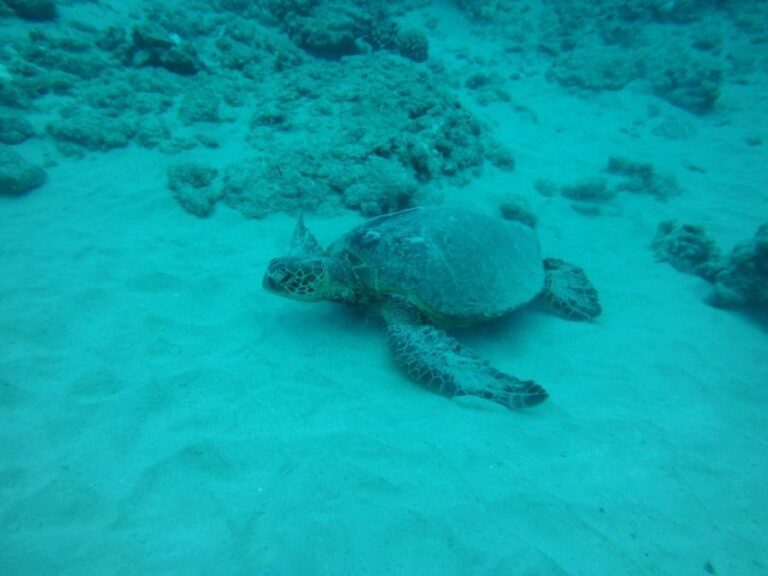 South Maui: Maalaea Guided Luxury Snorkel Cruise - The Practical Side: What to Know Before You Go