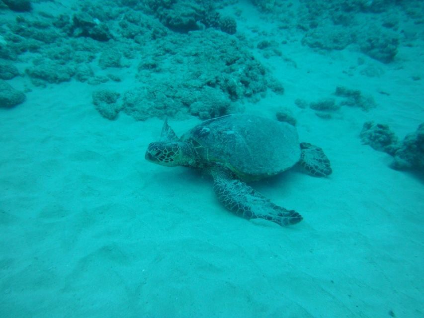 South Maui: Maalaea Guided Luxury Snorkel Cruise - The Practical Side: What to Know Before You Go