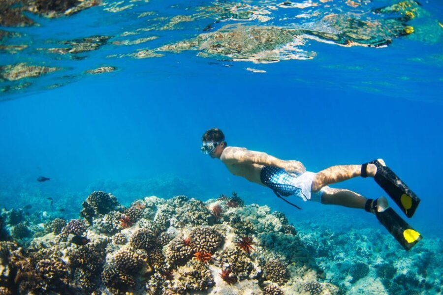 South Maui: Premium Turtle Town Kayak and Snorkel Tour - Final Thoughts: Who Will Love This Tour?