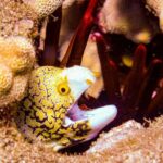 South Maui Shore Dive - In-Depth Breakdown of the Experience