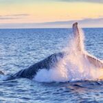 South Maui: Whale Watch Kayaking and Snorkel Tour in Kihei - Is This Tour Worth the Price?