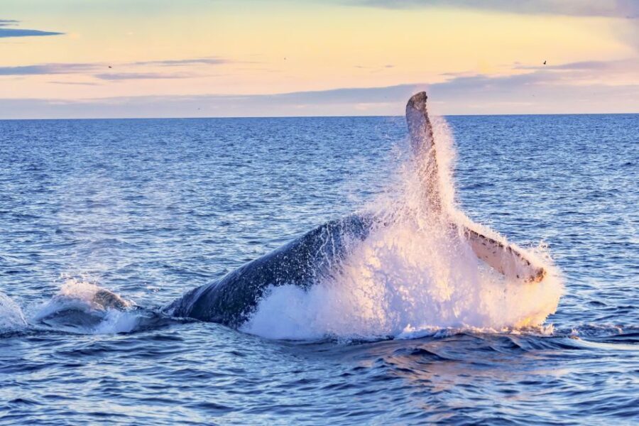 South Maui: Whale Watch Kayaking and Snorkel Tour in Kihei - Is This Tour Worth the Price?
