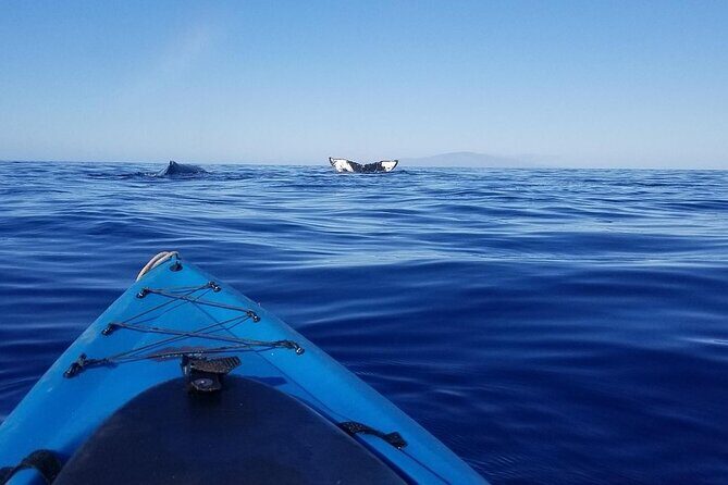 South Shore Turtle Kayak and Snorkel Experience - A Closer Look at the Itinerary