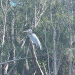 Space Coast Manatee & Coastal Wildlife Kayak Tour - Overview of the Tour