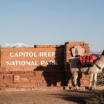 Spectacular 8-Hour Guided Llama Hike with Lunch and Dinner - The Llama Companions: Personal and Playful