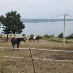 SPLIT: Guided ATV Tour Gornja Podstrana & Horses - A Closer Look at the Experience