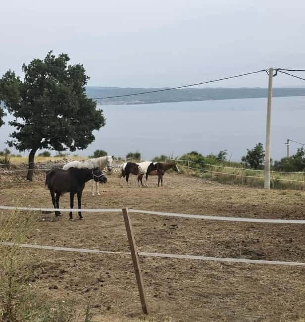 SPLIT: Guided ATV Tour Gornja Podstrana & Horses - A Closer Look at the Experience